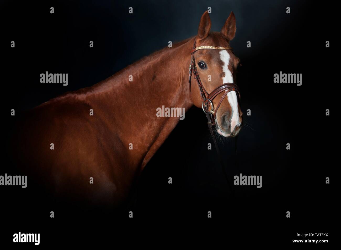 Hanoverian Horse Portrait Stock Photo - Alamy