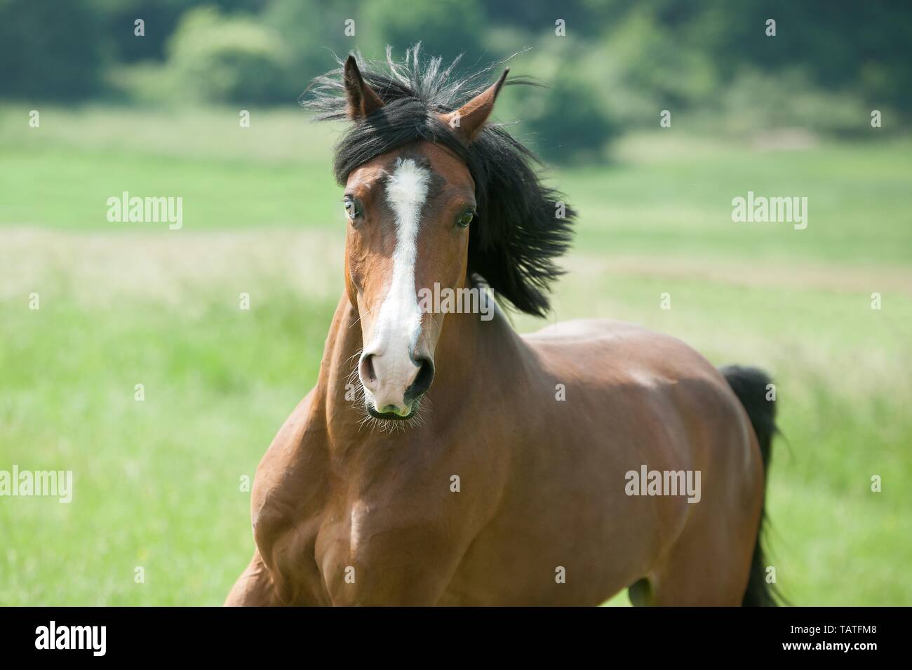 Dutch Riding Pony Portrait Stock Photo - Alamy