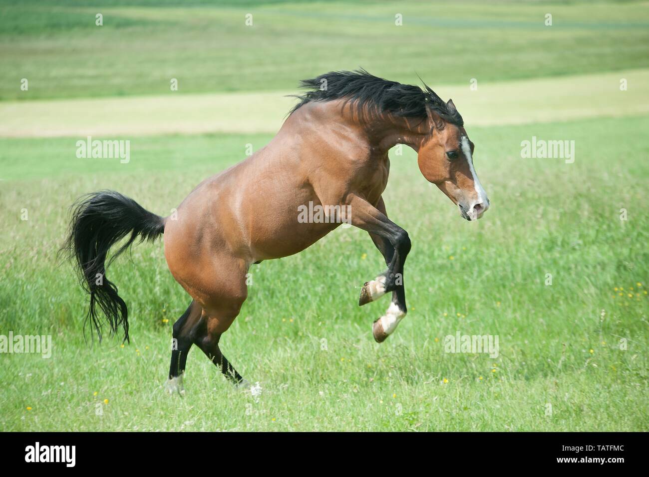 galloping Dutch Riding Pony Stock Photo - Alamy