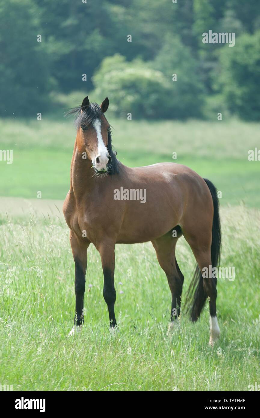 Dutch Riding Pony Stock Photo - Alamy