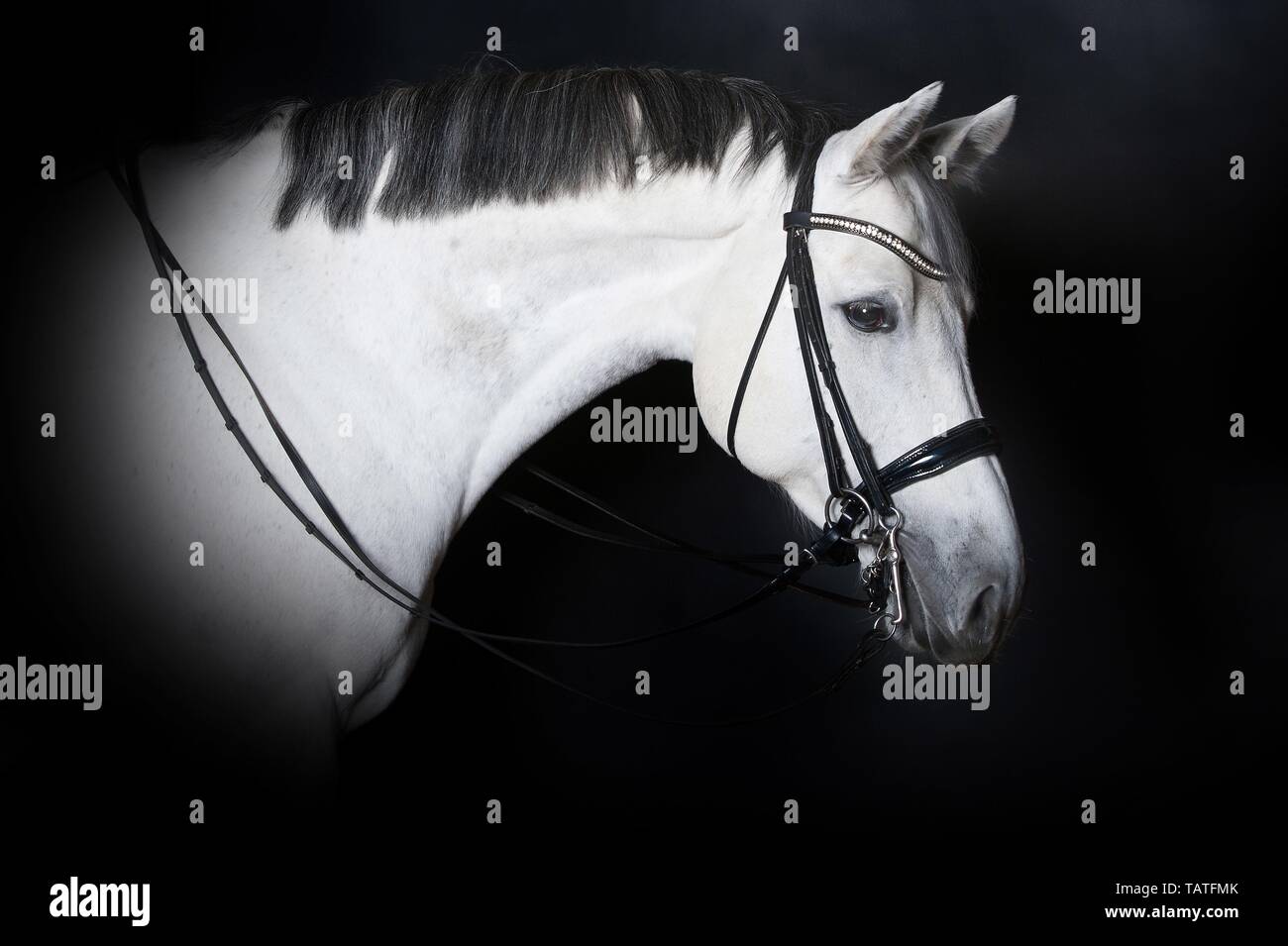 Purebred holsteins hi-res stock photography and images - Alamy