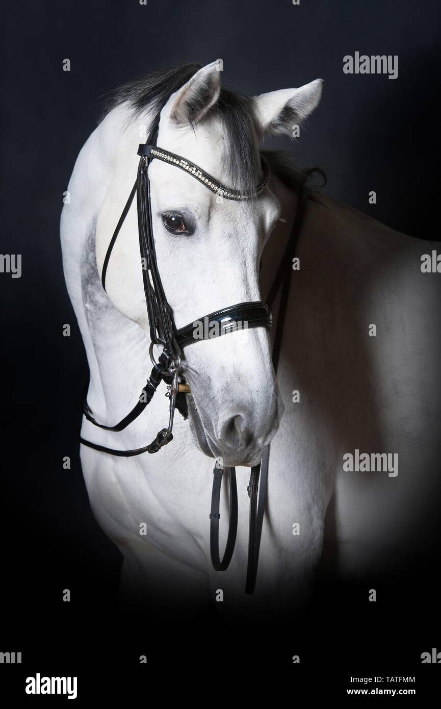 Purebred holsteins hi-res stock photography and images - Alamy