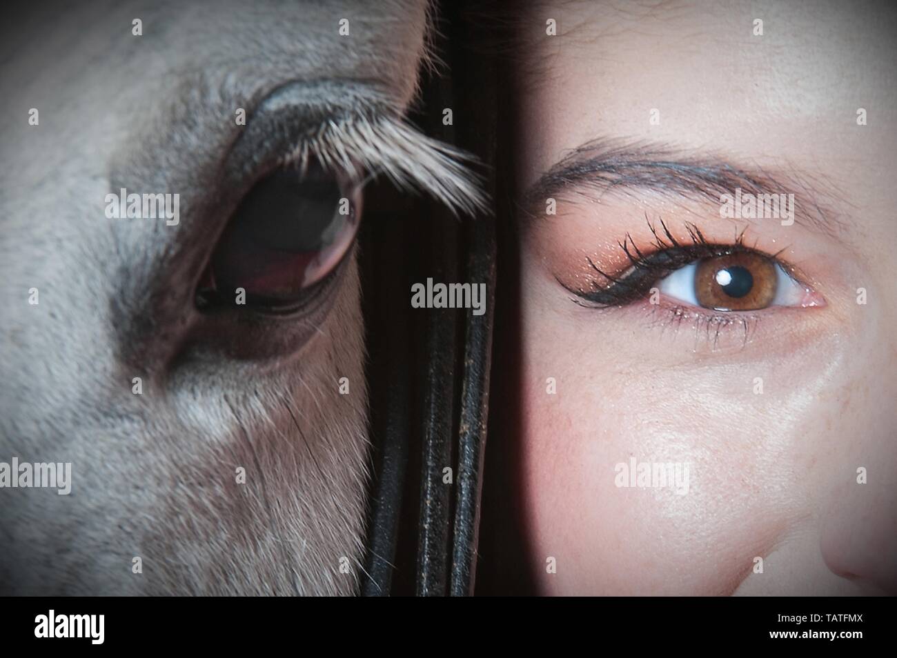 woman and Holstein Horse Stock Photo - Alamy