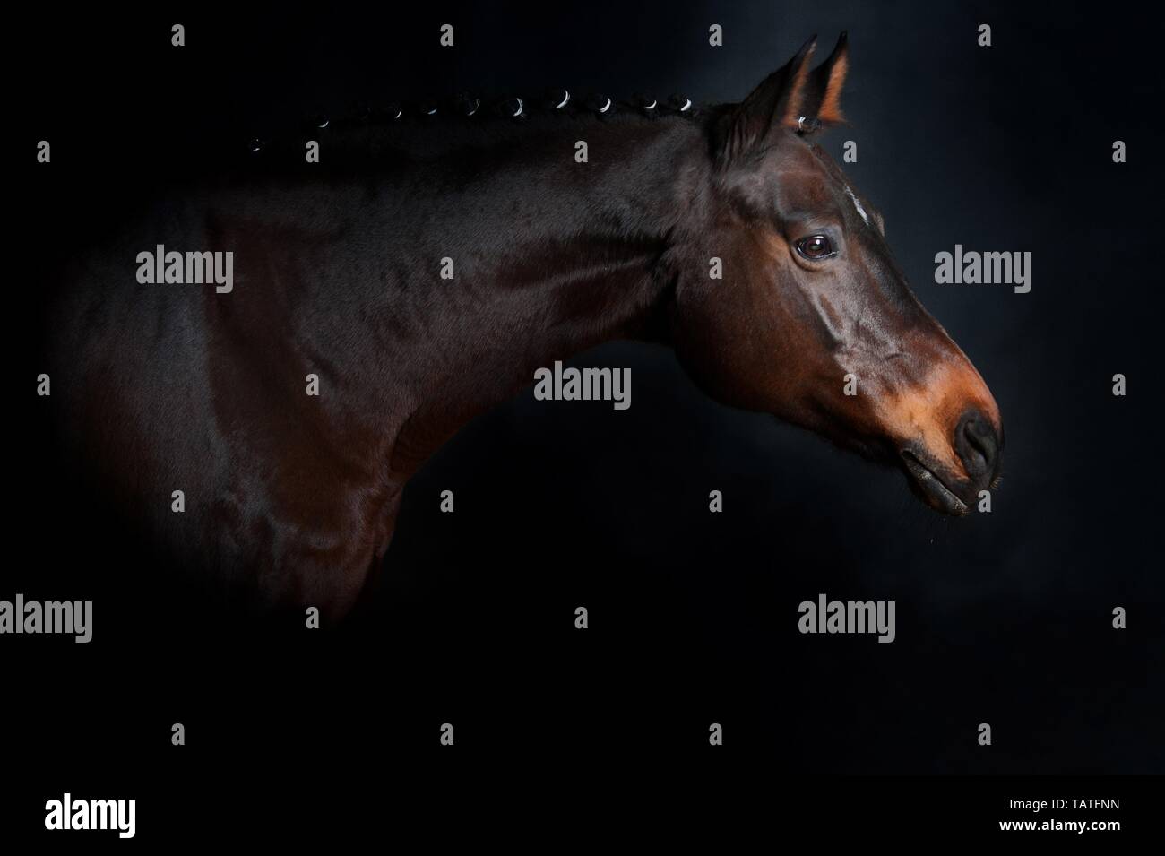 Trakehner horse studio hi-res stock photography and images - Alamy