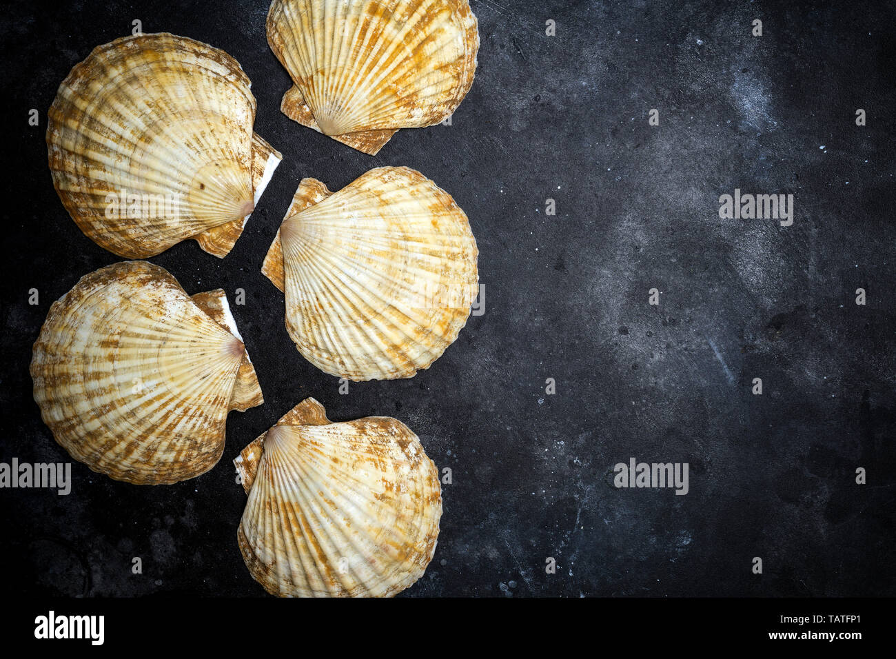 Seashells (ocean shell) on a dark background. The texture of seashells ...