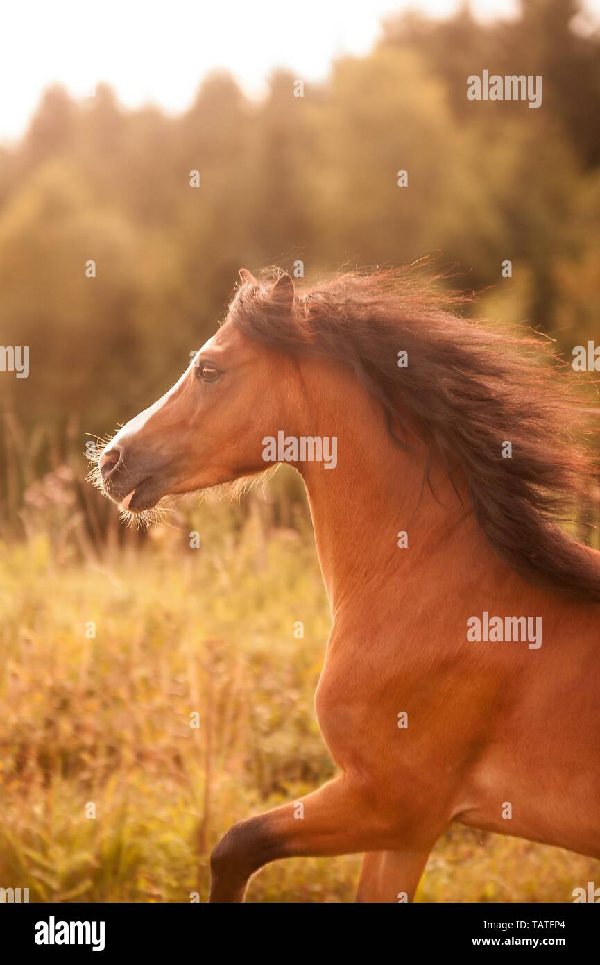 Welsh A Portrait Stock Photo - Alamy