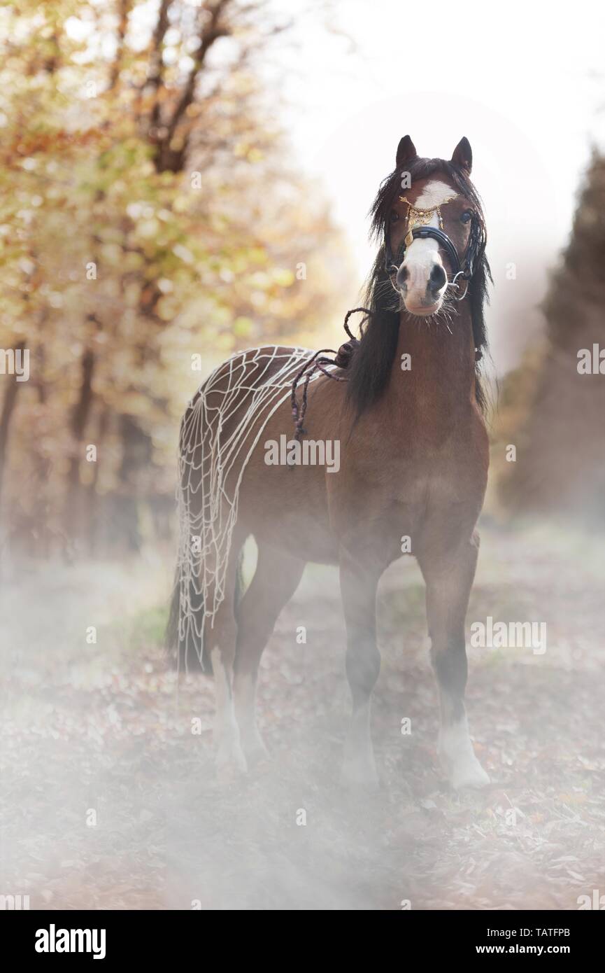Welsh spiders hi-res stock photography and images - Alamy