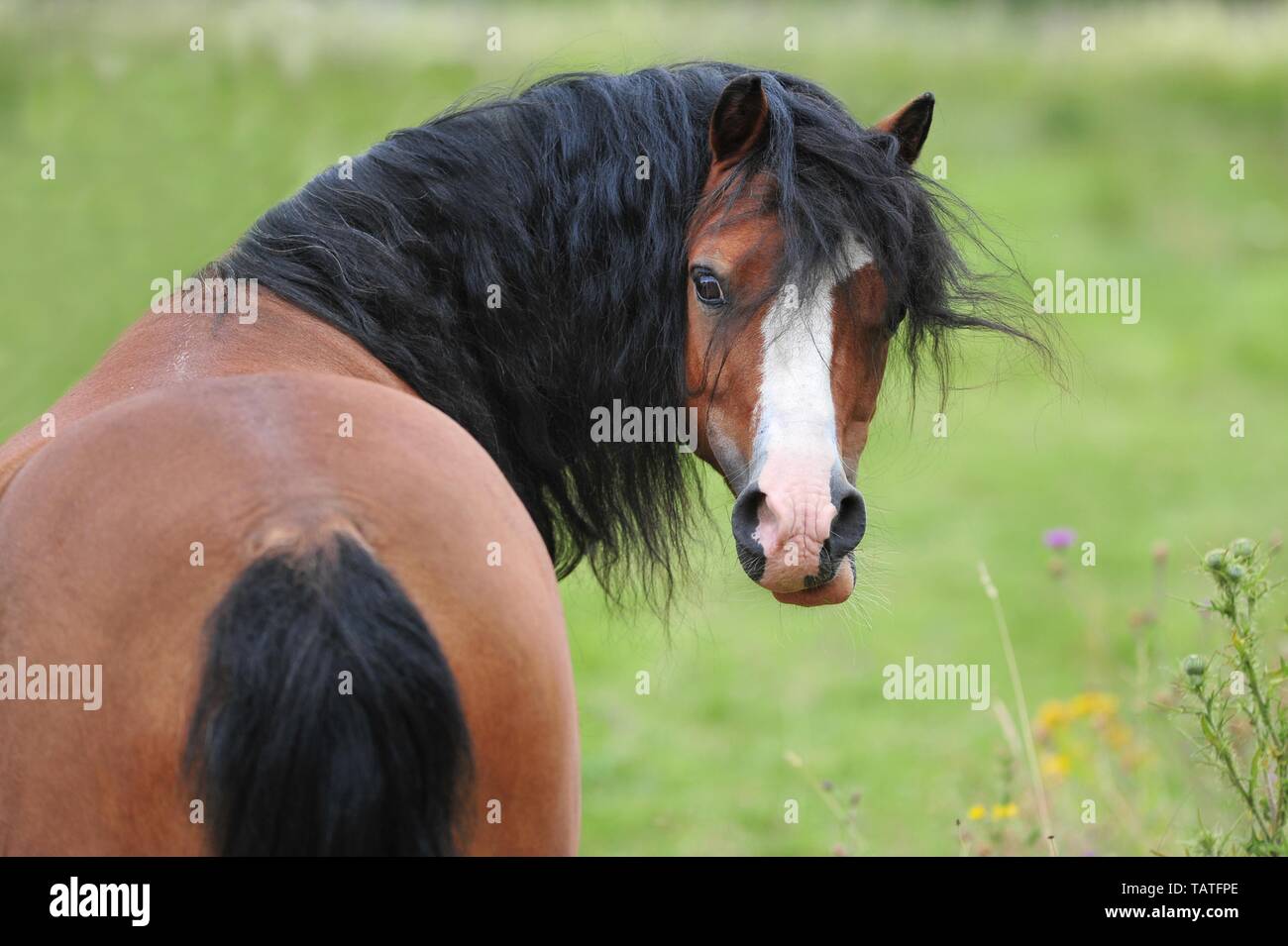 Welsh A Portrait Stock Photo - Alamy