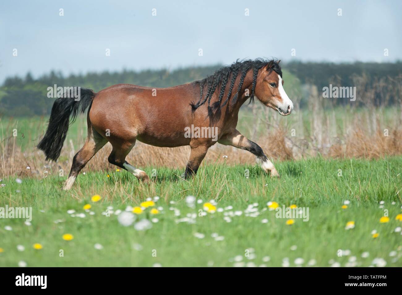 Welsh plait hi-res stock photography and images - Alamy