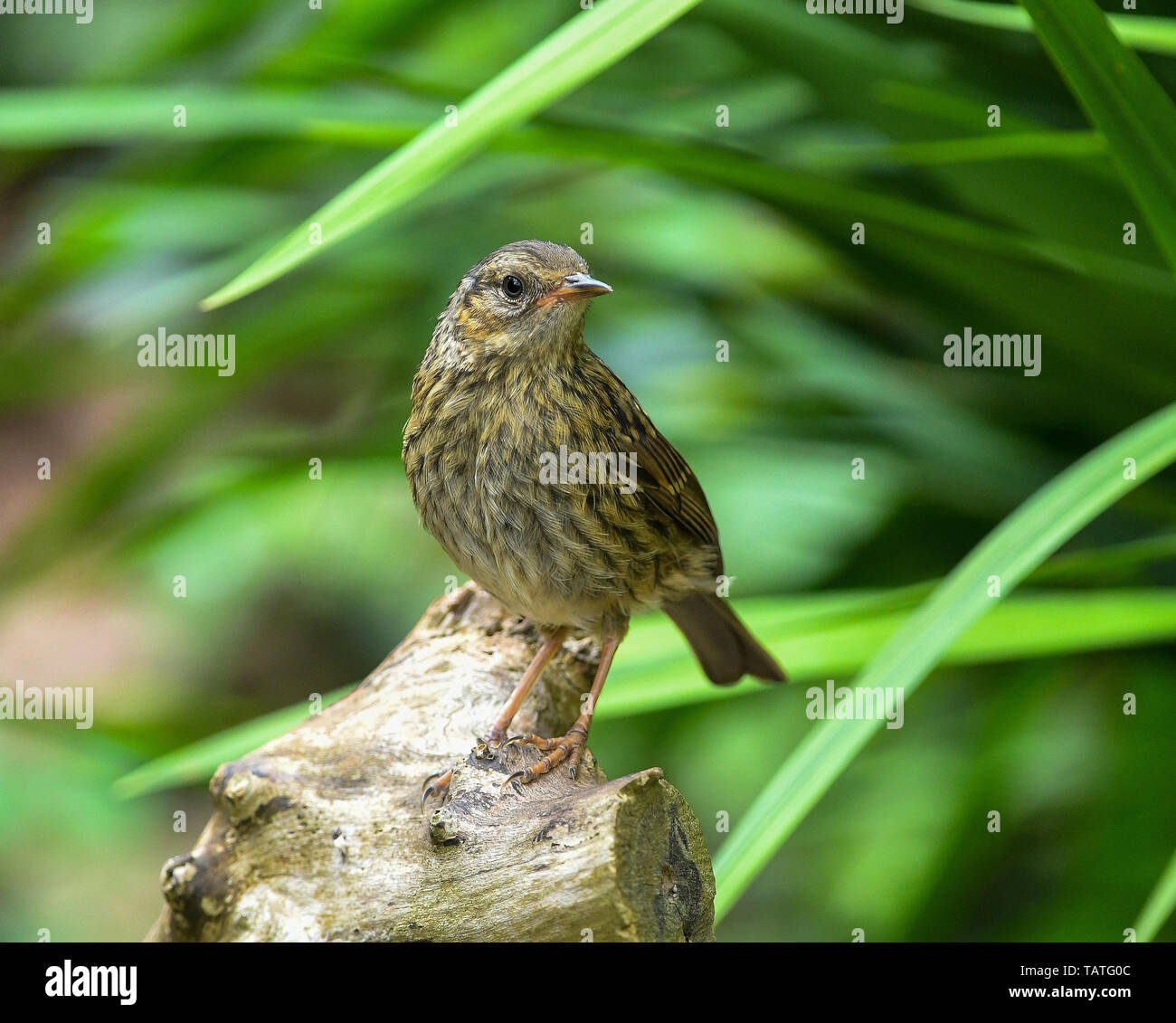 Juvenile dunnock uk hi-res stock photography and images - Alamy