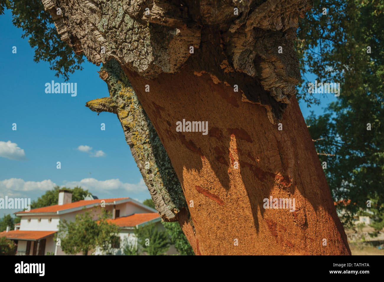 Cork tree trunk, common in Portugal, with the bark removed to produce ...