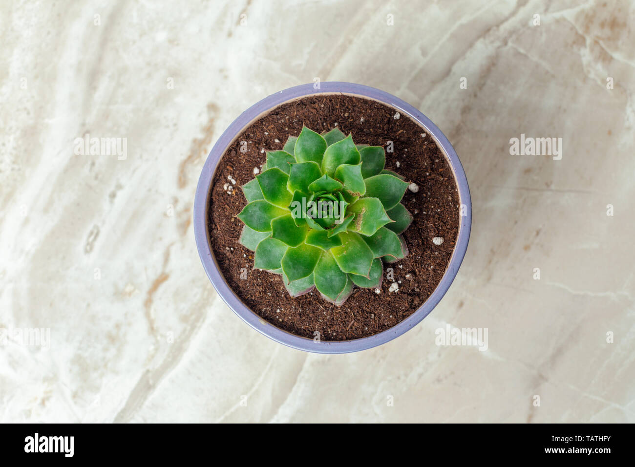 A single succulent plant potted Stock Photo - Alamy