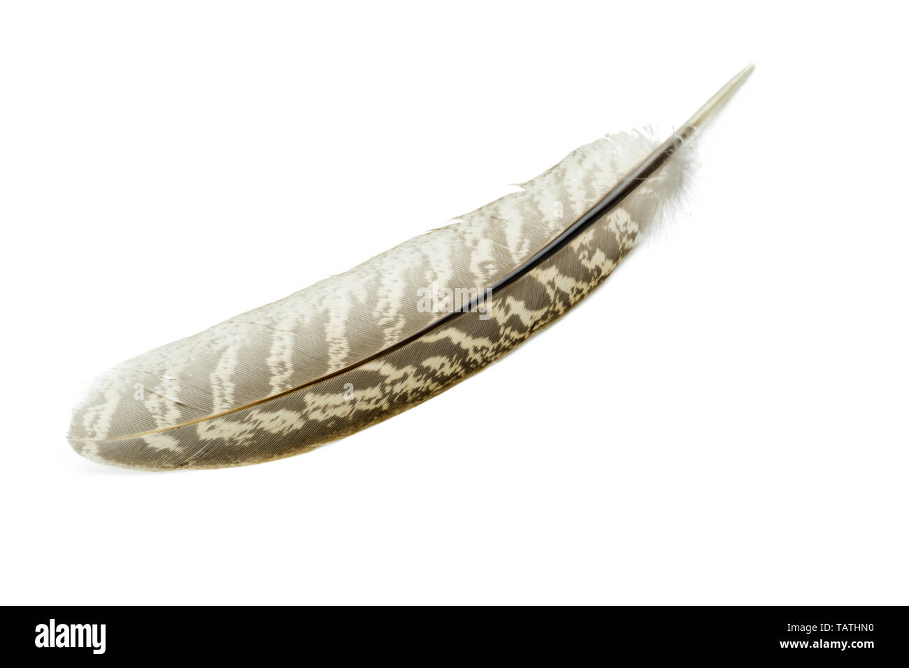 bird feather isolated on white background Stock Photo - Alamy