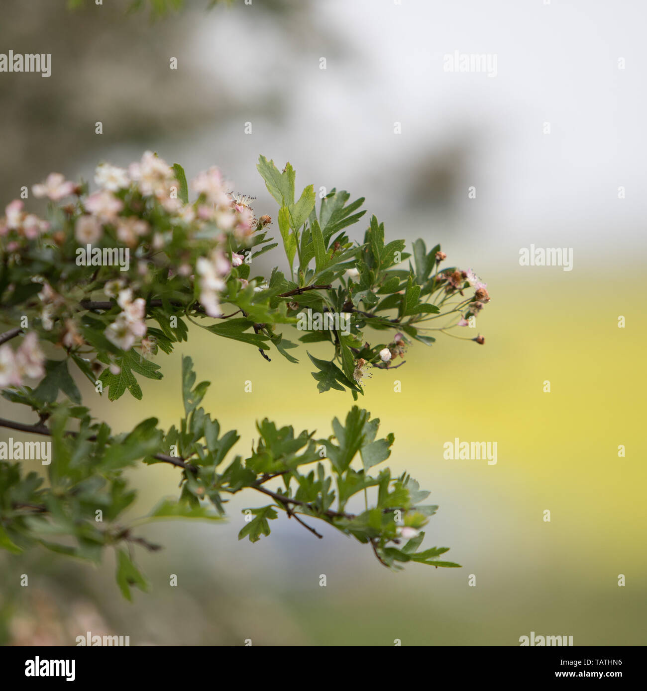 Branch limb twig hi-res stock photography and images - Alamy
