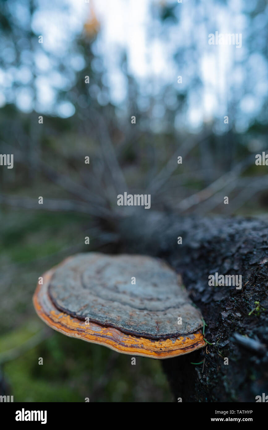 Spruce with fungus hi-res stock photography and images - Alamy