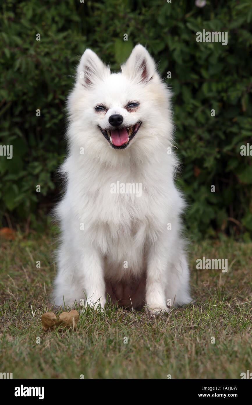 Kleinspitz High Resolution Stock Photography and Images - Alamy