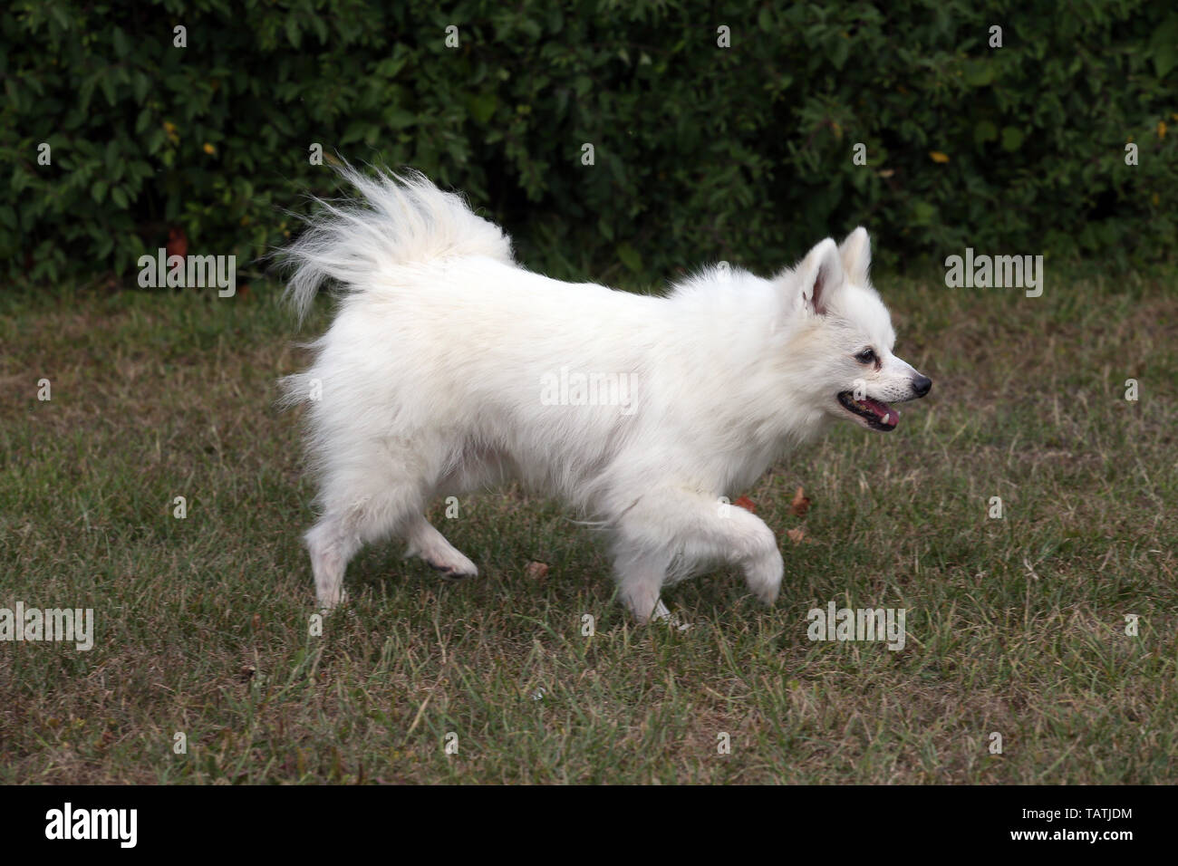 Barking shoulders hi-res stock photography and images - Alamy
