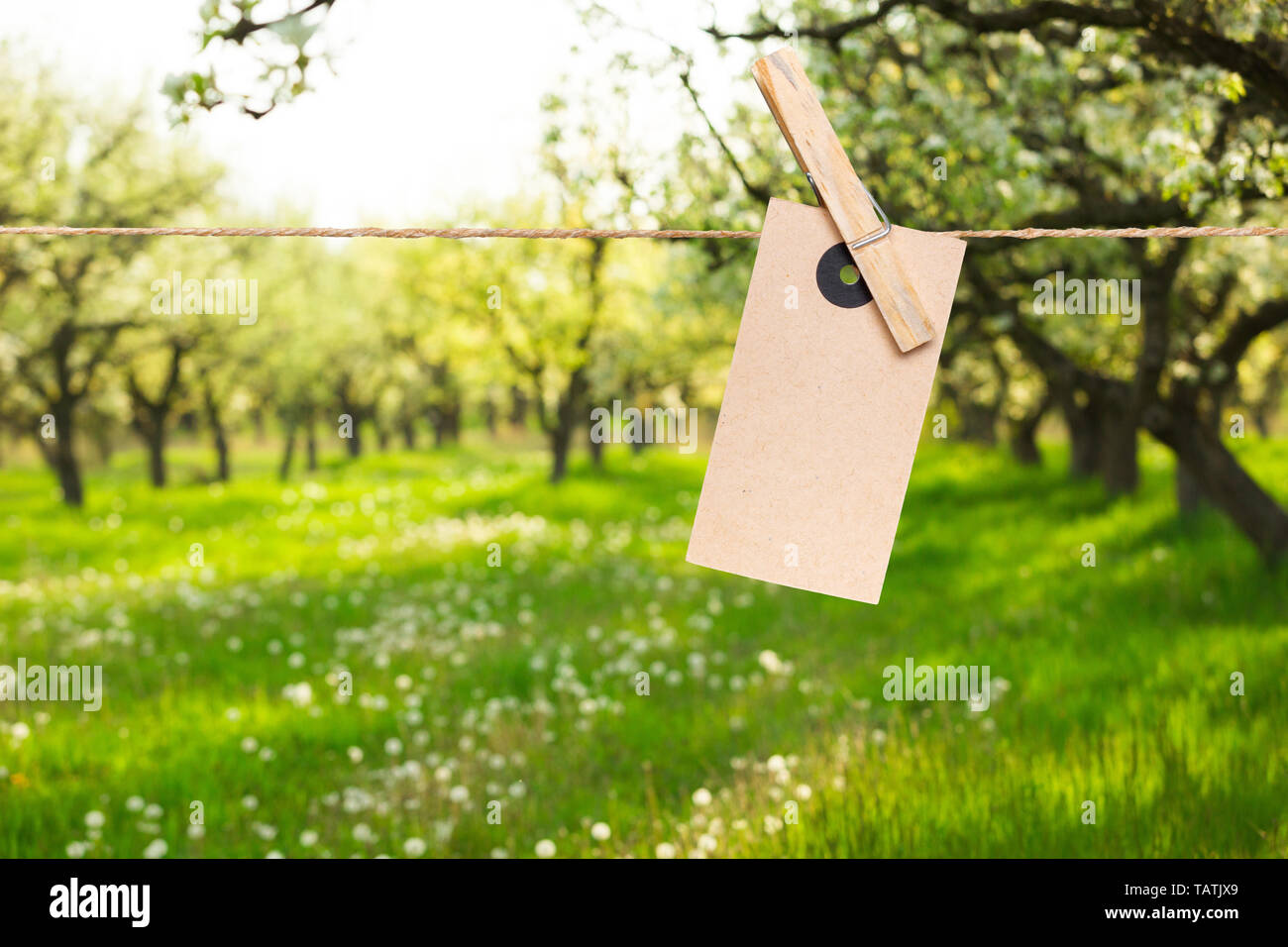 Blank paper notes with copy space pinned on rope Stock Photo - Alamy