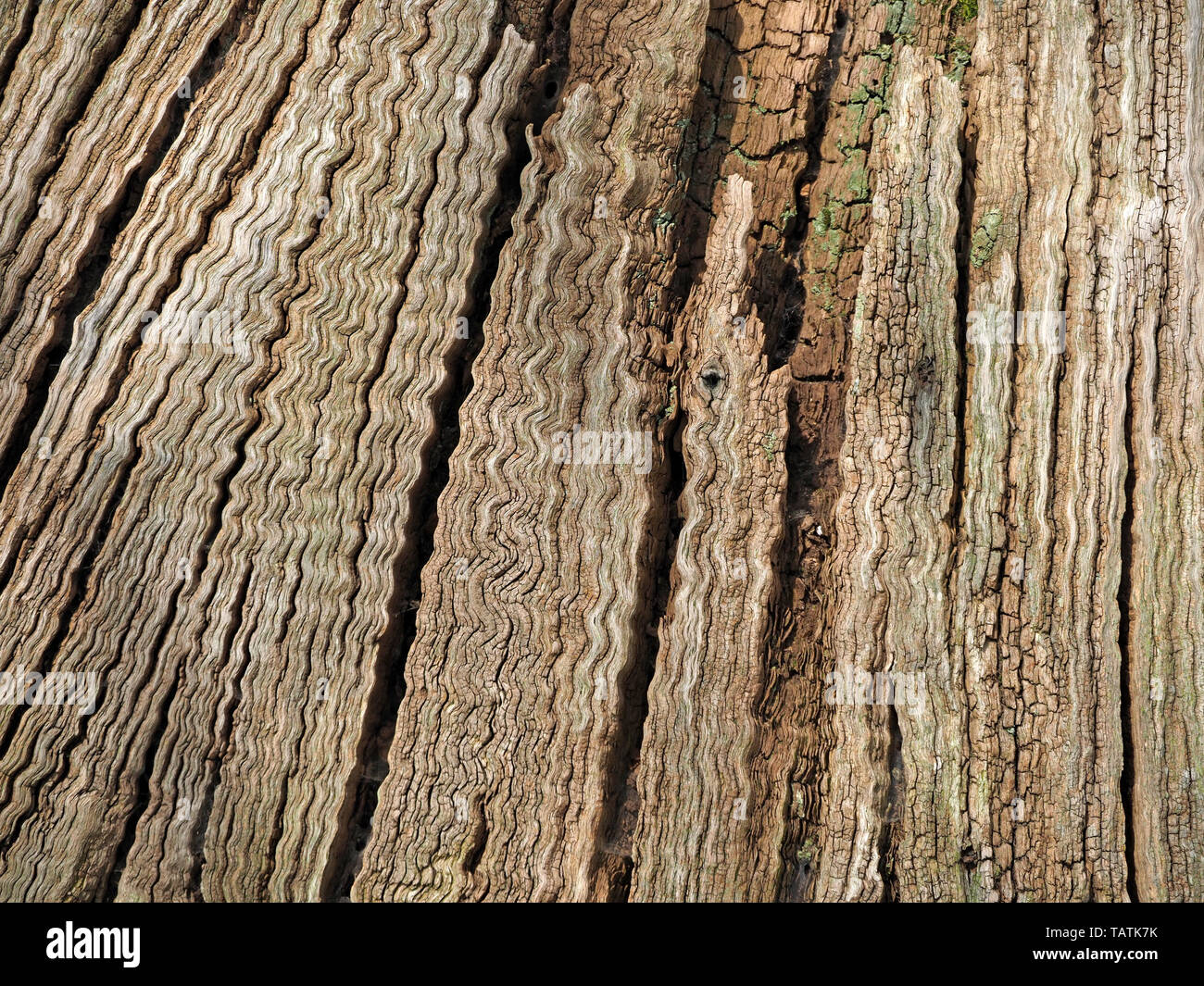 Live oak tree bark hi-res stock photography and images - Alamy