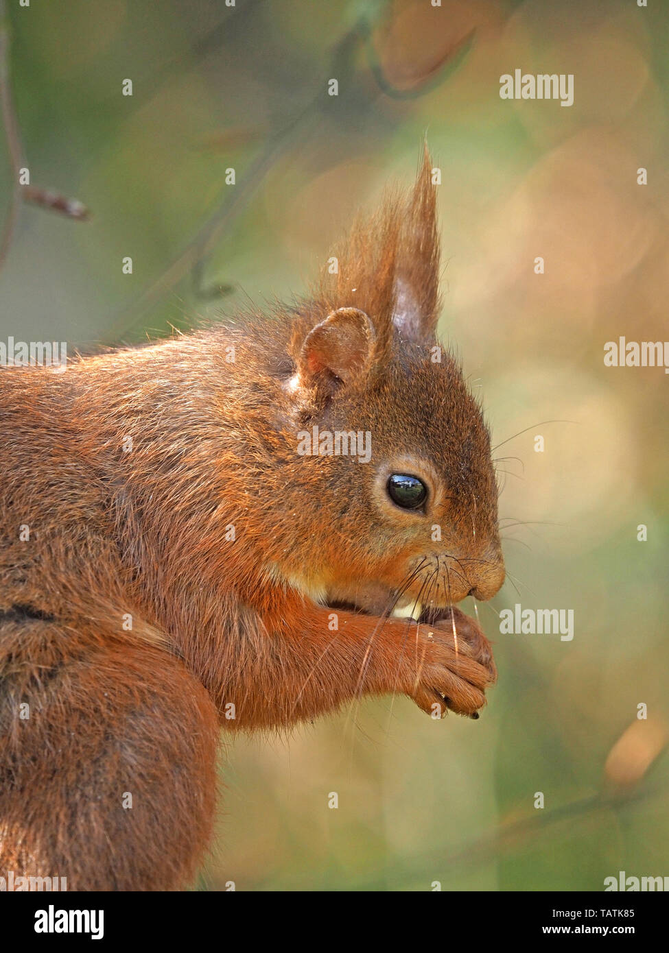 Ginger ear tufts hi-res stock photography and images - Alamy