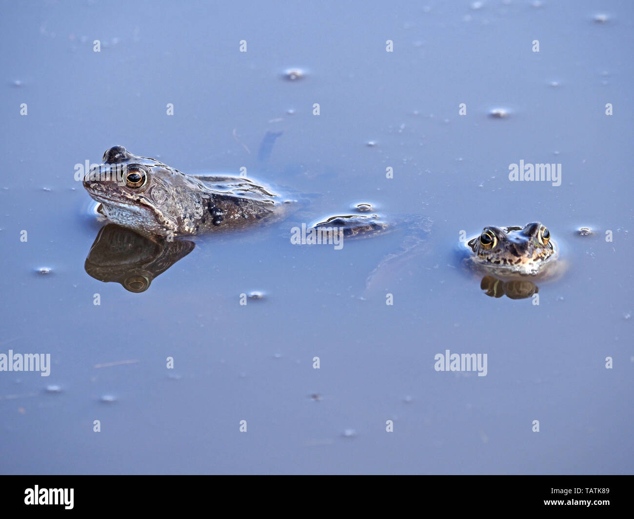 two European common frogs (Rana temporaria) with reflection in muddy ...