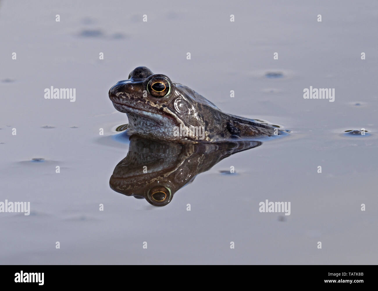 single European common frog (Rana temporaria) with reflection in muddy ...