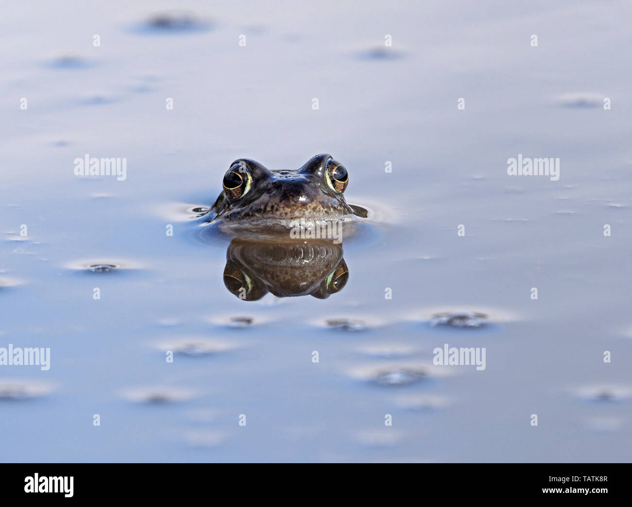 single European common frog (Rana temporaria) with reflection in muddy ...
