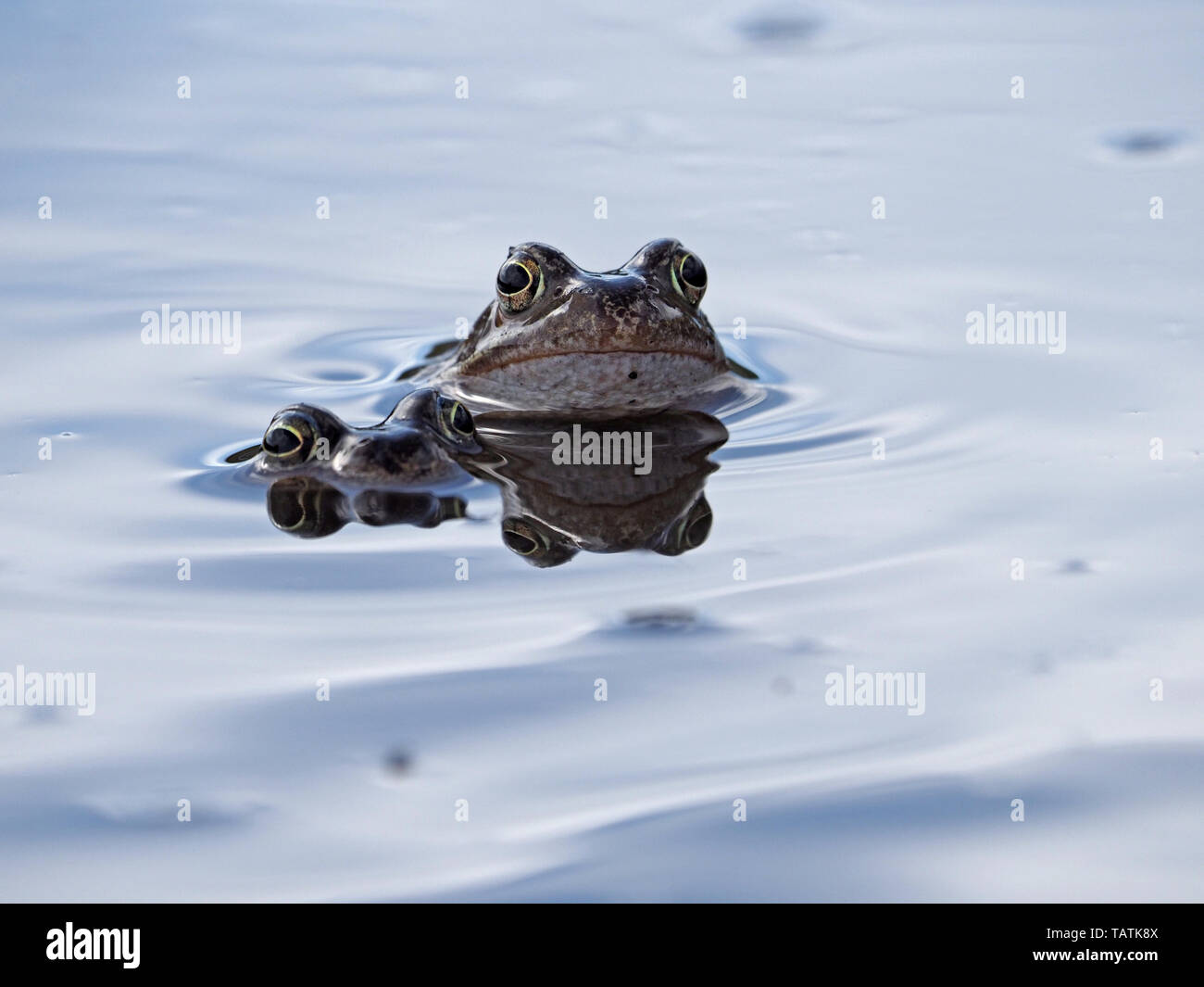 two European common frogs (Rana temporaria) with reflection in muddy ...