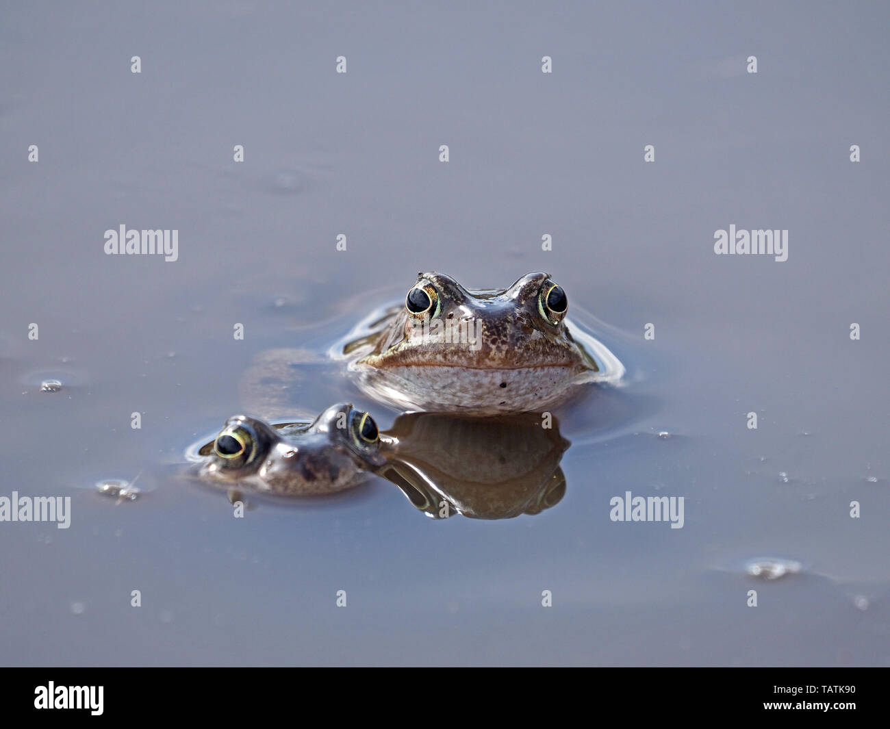 two European common frogs (Rana temporaria) with reflection in muddy ...