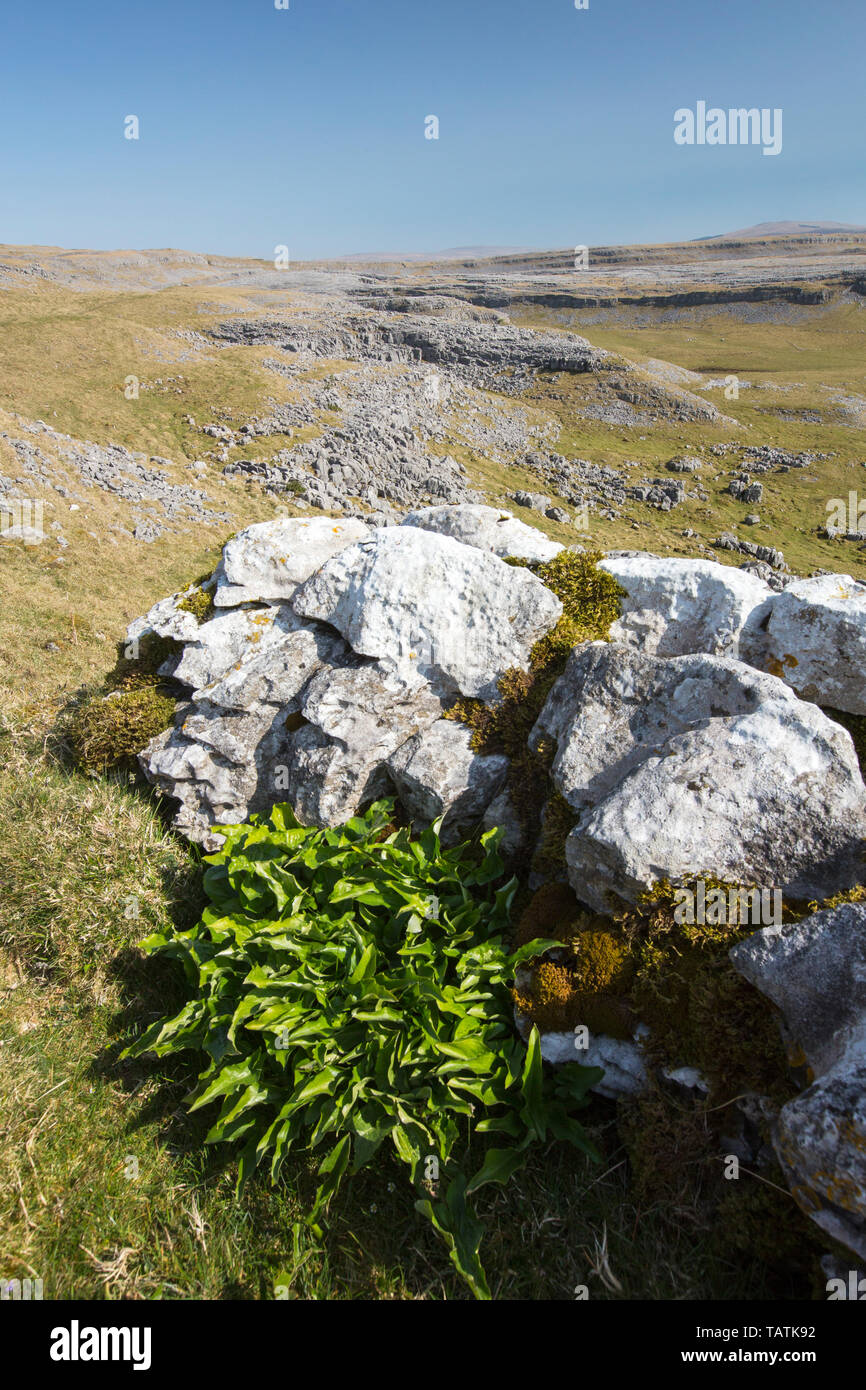 Limestone pavement below Ingleborough in the Yorkshire Dales, UK Stock ...