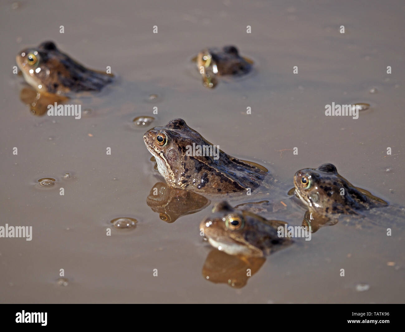 gathering of five European common frogs (Rana temporaria) with ...