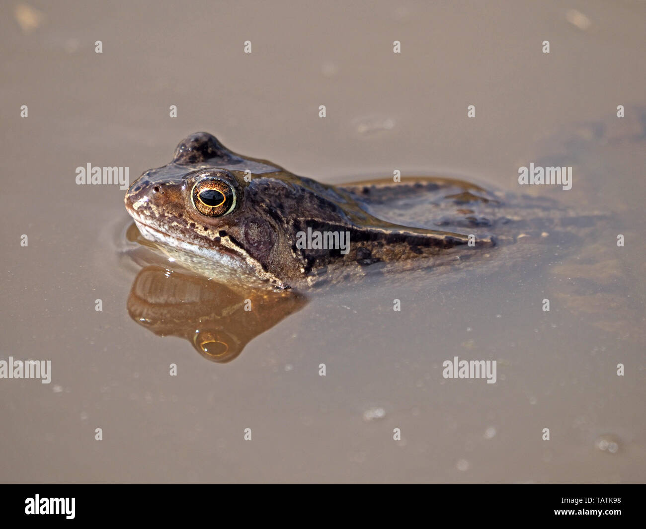 single European common frog (Rana temporaria) with reflection in muddy ...