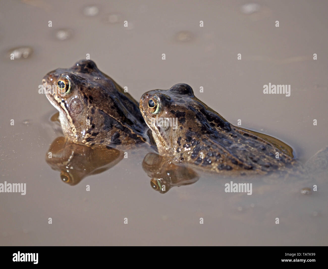 two European common frogs (Rana temporaria) with reflection in muddy ...