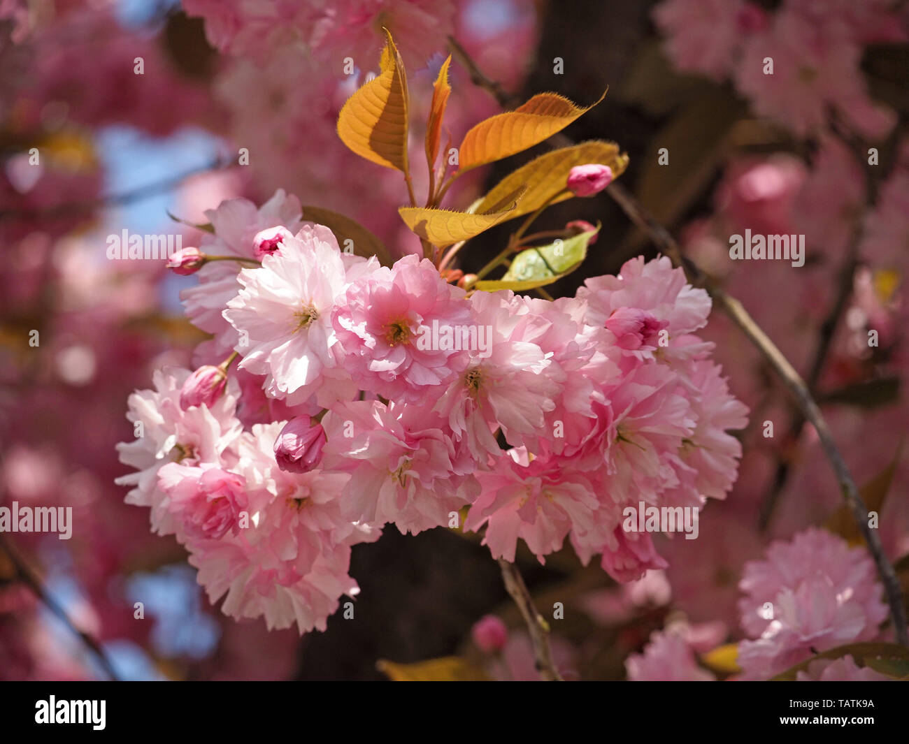 profuse pink blossom on ornamental oriental Cherry tree (Prunus Kanzan ...