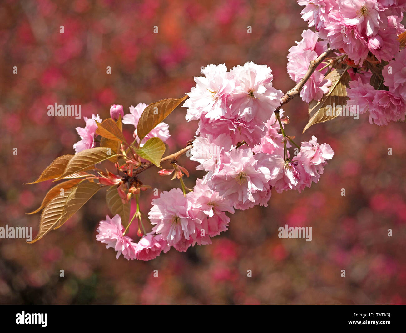 profuse pink blossom on ornamental oriental Cherry tree (Prunus Kanzan ...