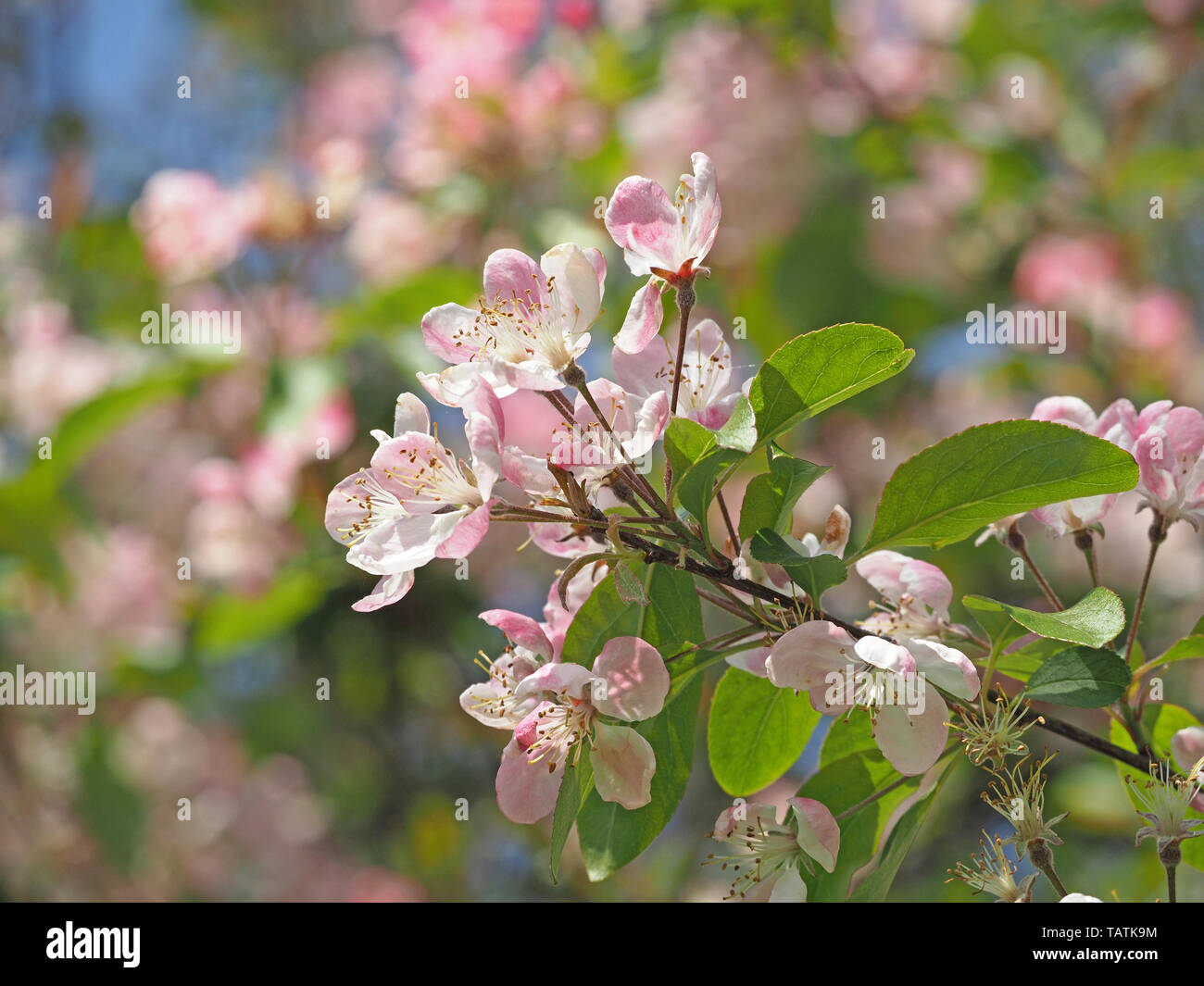 delicate pink and white blossom of a sunlit Apple tree (Malus domestica ...