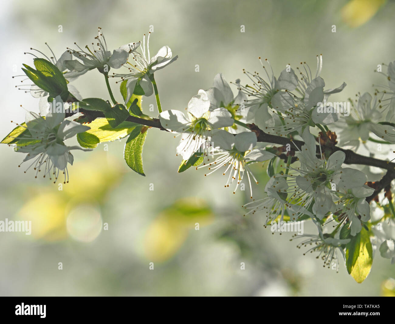 high-key dreamy image of blossom of a damson sloe (Blackthorn) cross ...