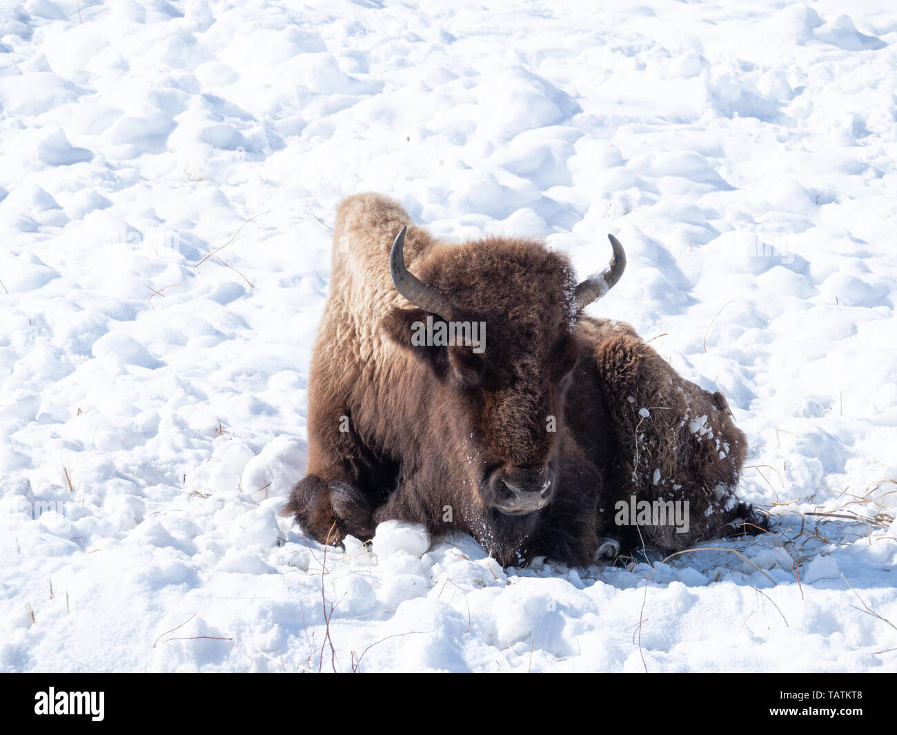 Dying, malnourished American bison resting in snow in the winter in ...