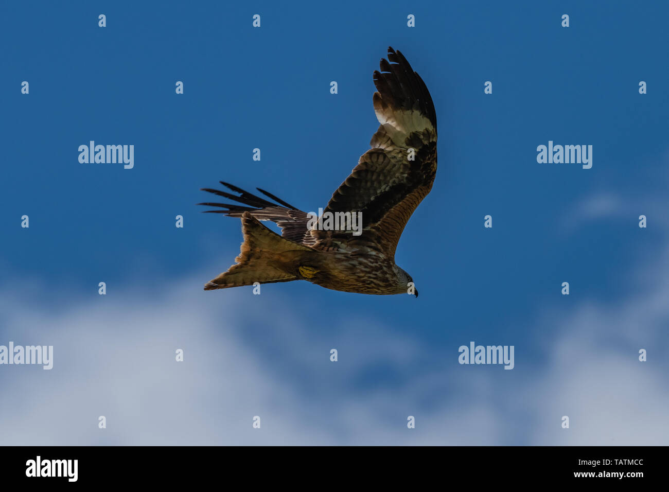 Red kite (Milvus milvus) bird of prey Stock Photo - Alamy