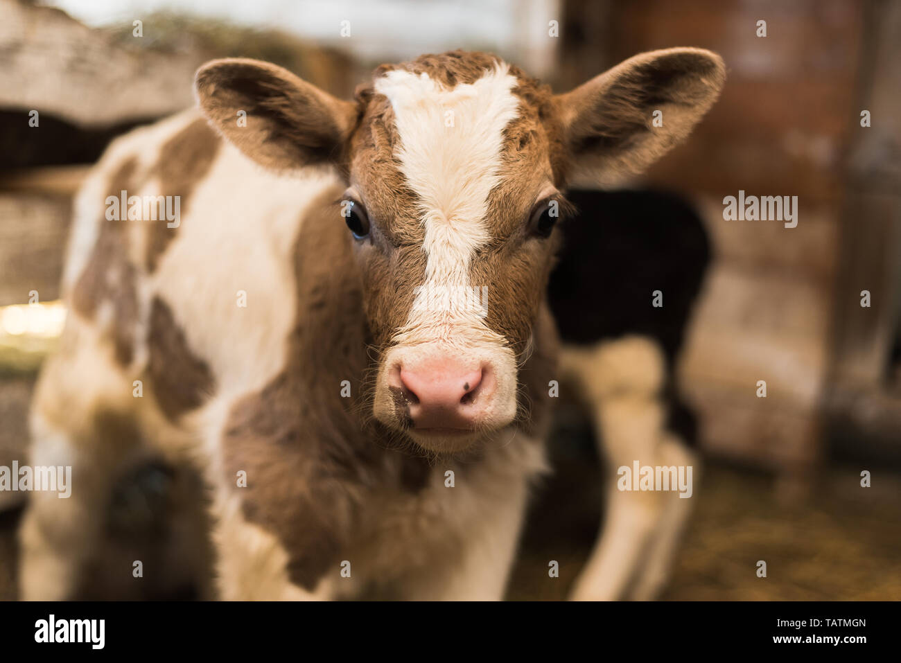 Cute calf looks into the object. A cow stands inside a ranch next to ...