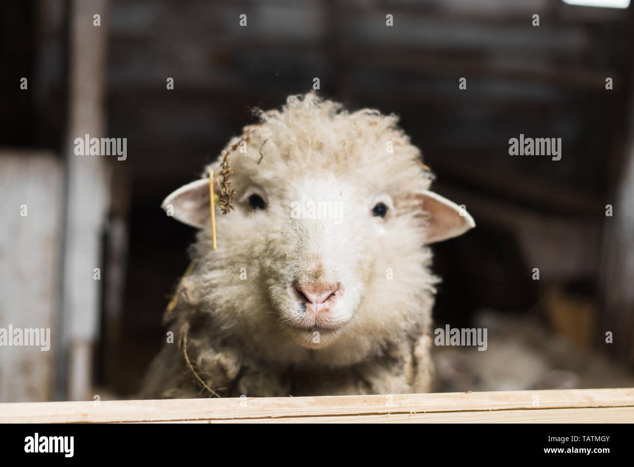 Happy looking sheep hi-res stock photography and images - Alamy