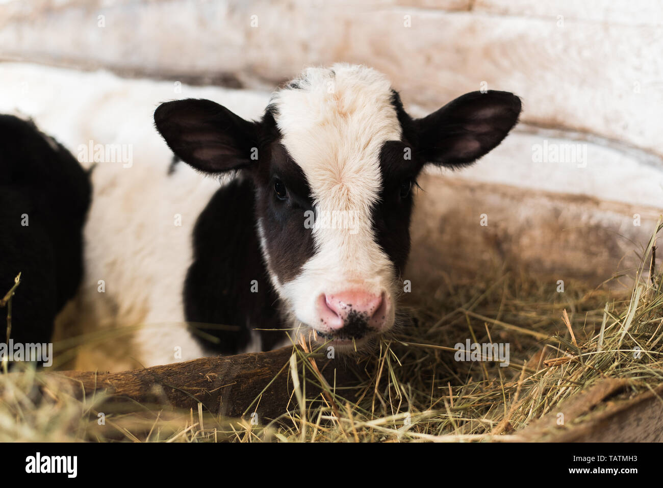calf on the farm. Inside the farm is a cute baby cow. A lot of hay ...