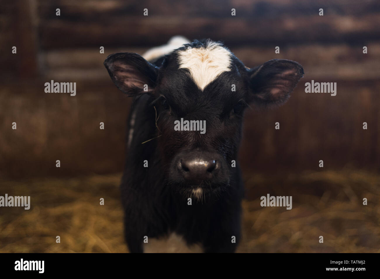 calf on the farm. Inside the farm is a cute baby cow. A lot of hay ...
