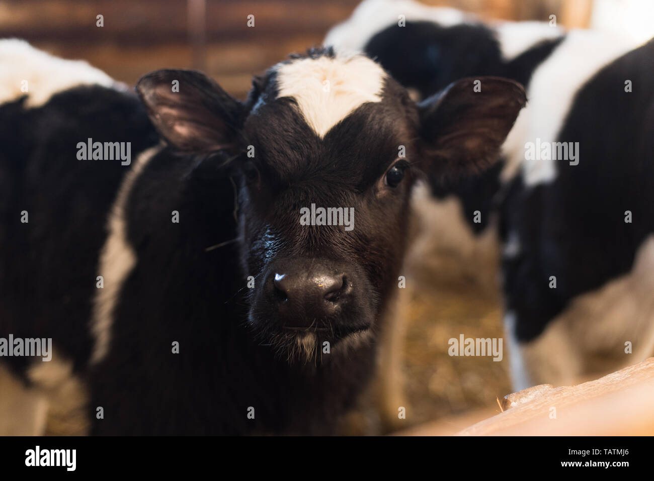 calf on the farm. Inside the farm is a cute baby cow. A lot of hay ...