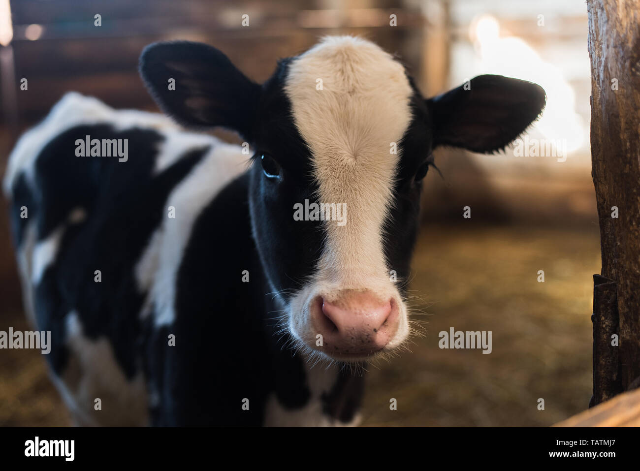 calf on the farm. Inside the farm is a cute baby cow. A lot of hay ...