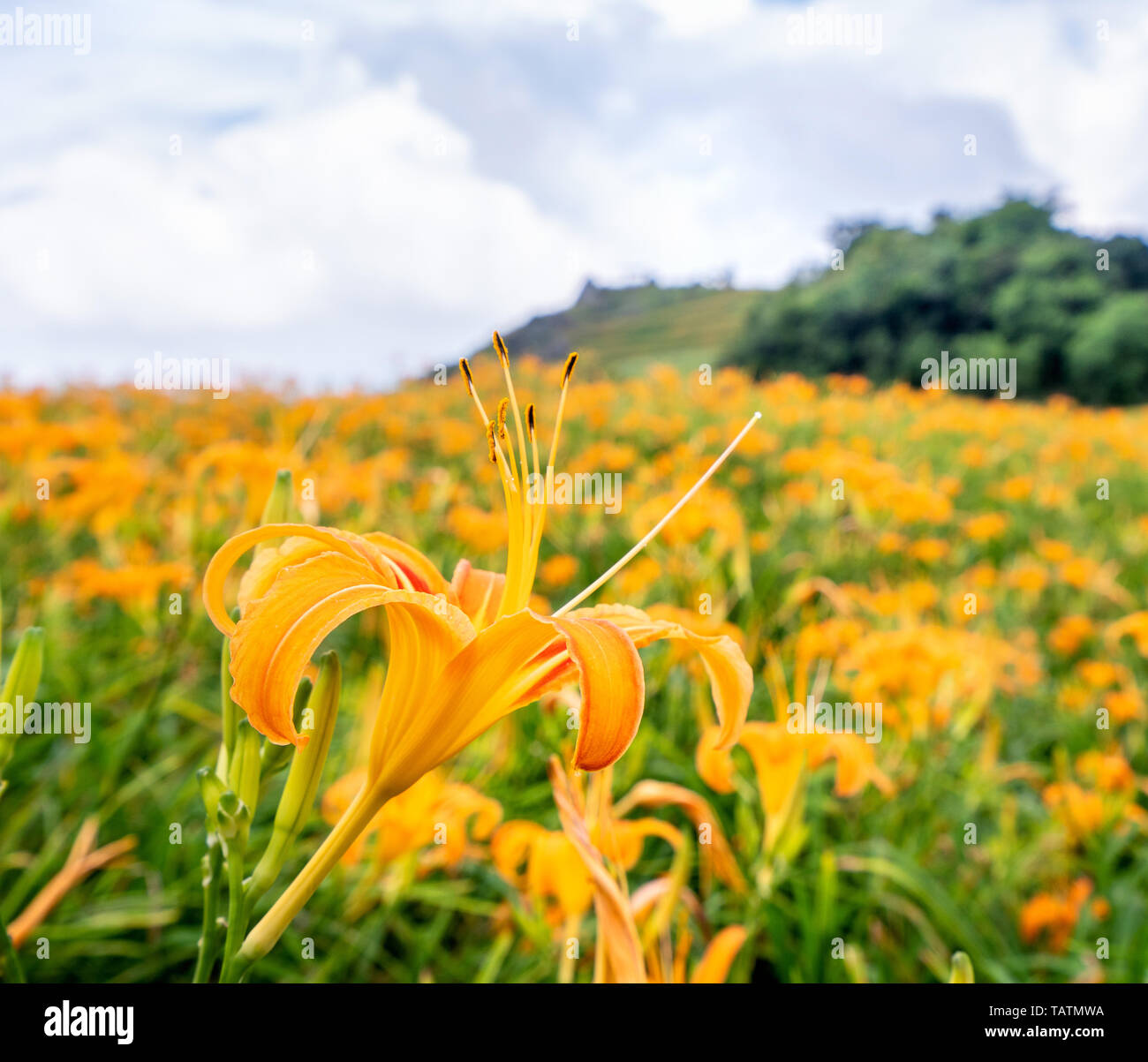 Beautiful orange daylily flower farm on Sixty Rock Mountain (Liushidan ...