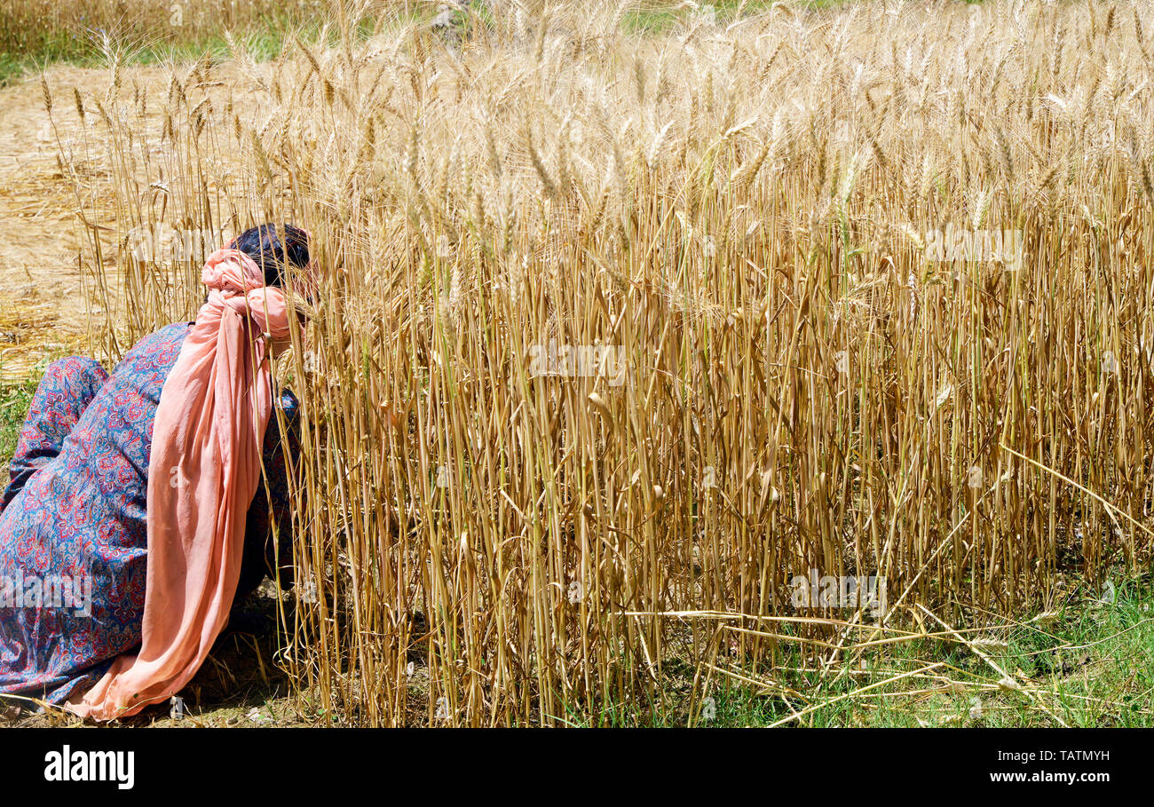 Female farmer harvesting wheat crops in a wheat field Stock Photo - Alamy