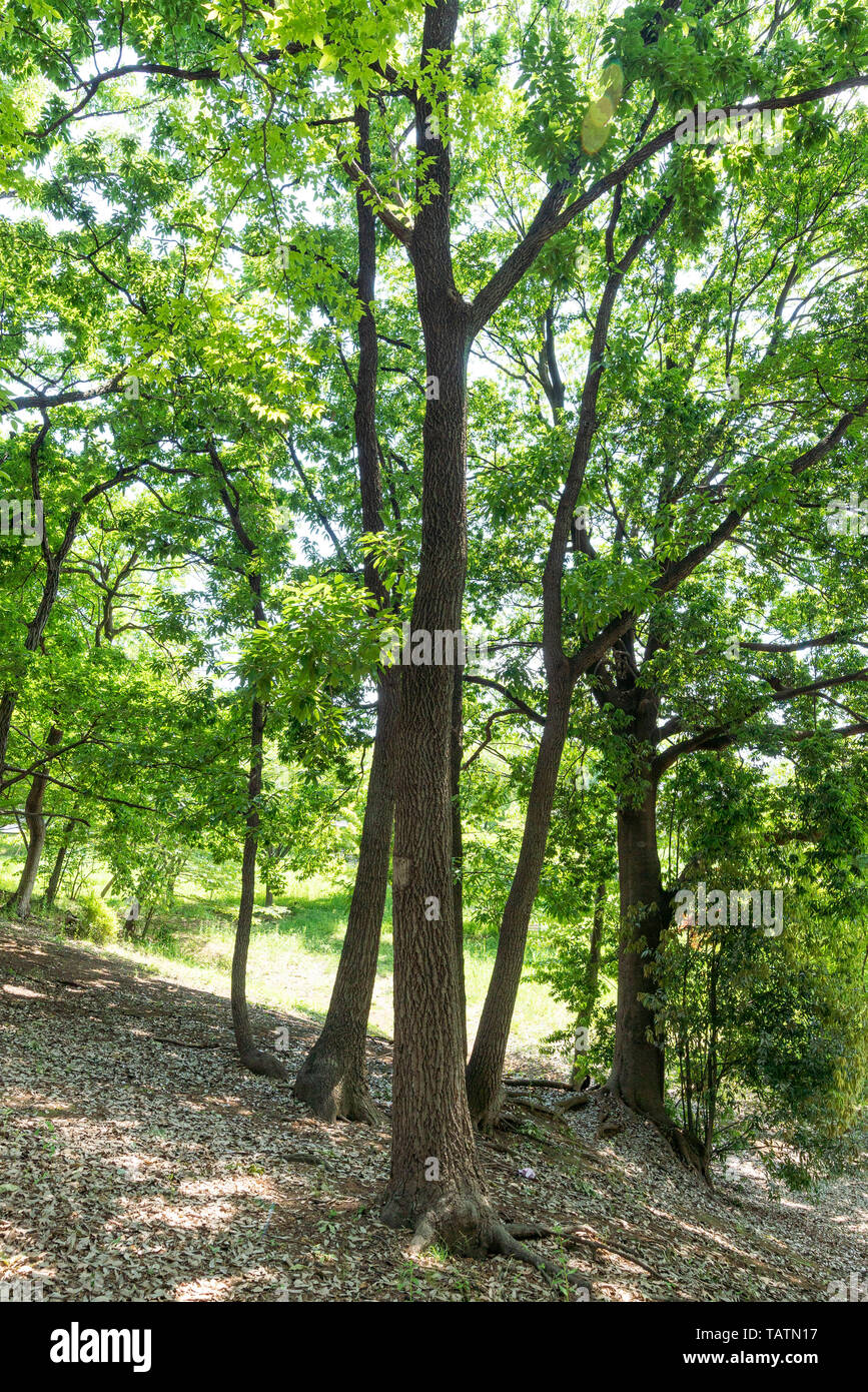 Sawtooth oak forest, Higashiyamata Park, Tsuzuki-Ku, Yokohama City, Kanagawa Prefecture, Japan ...