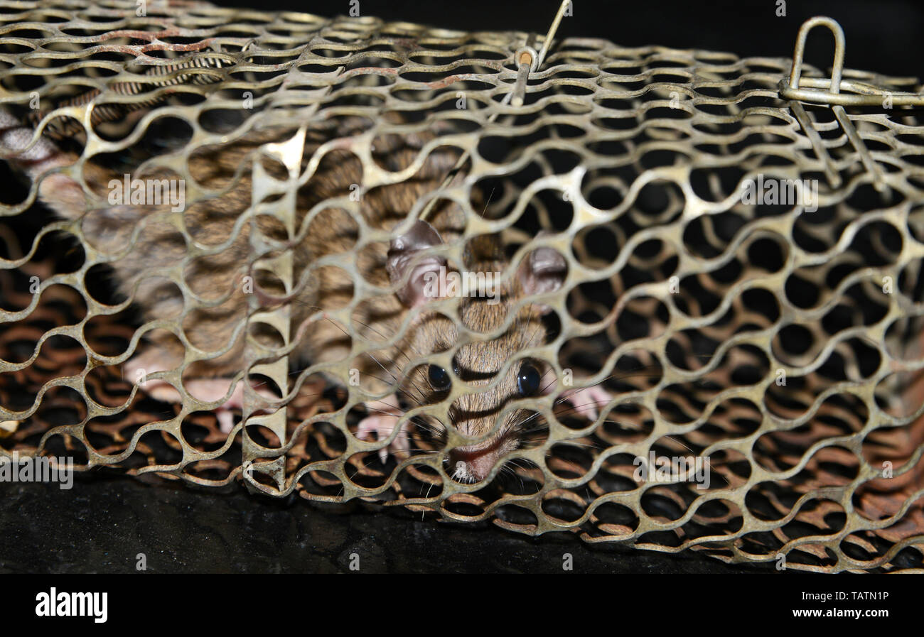 Rat in a cage Stock Photo - Alamy