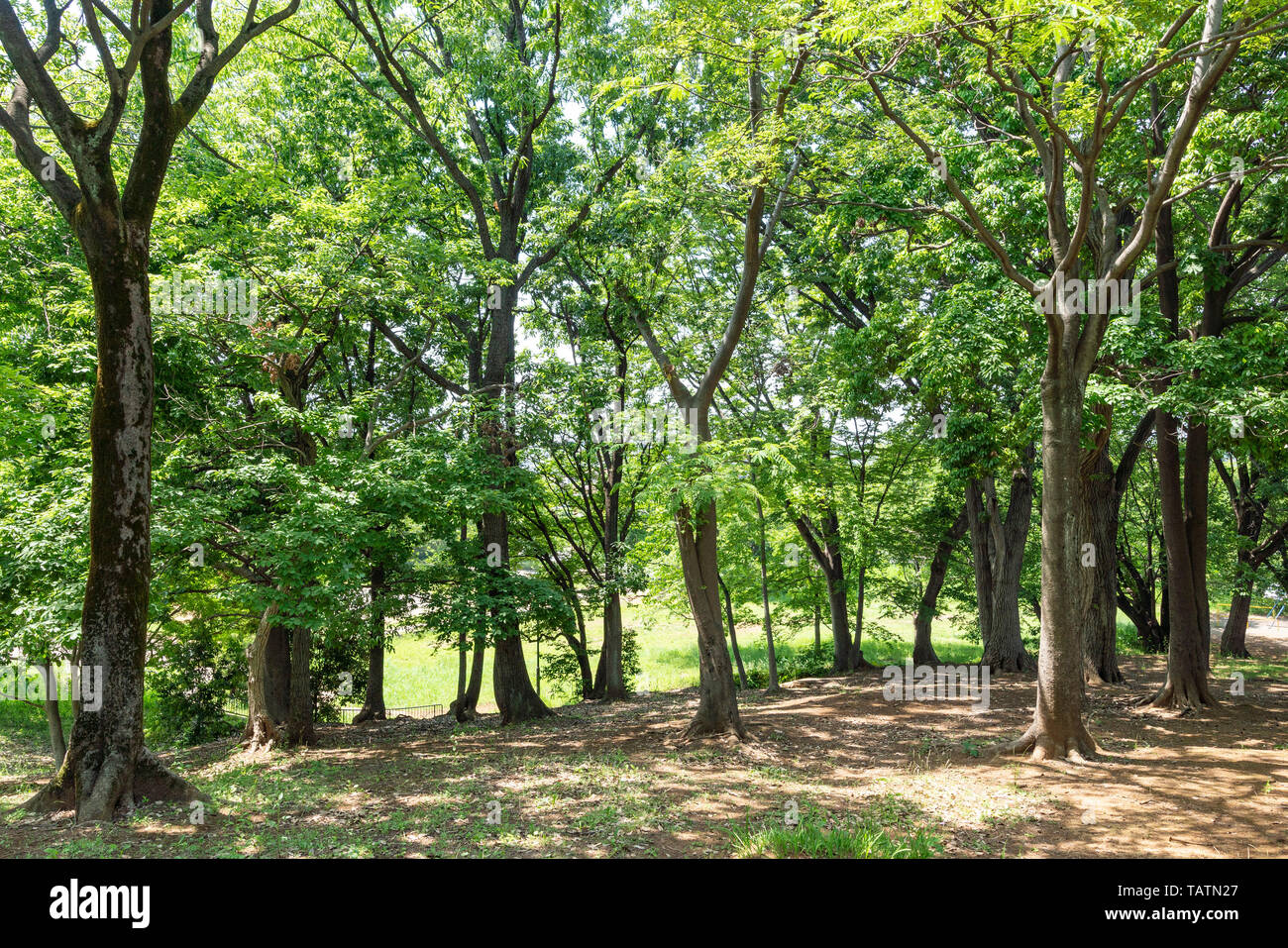 Oak Forest High Resolution Stock Photography and Images - Alamy